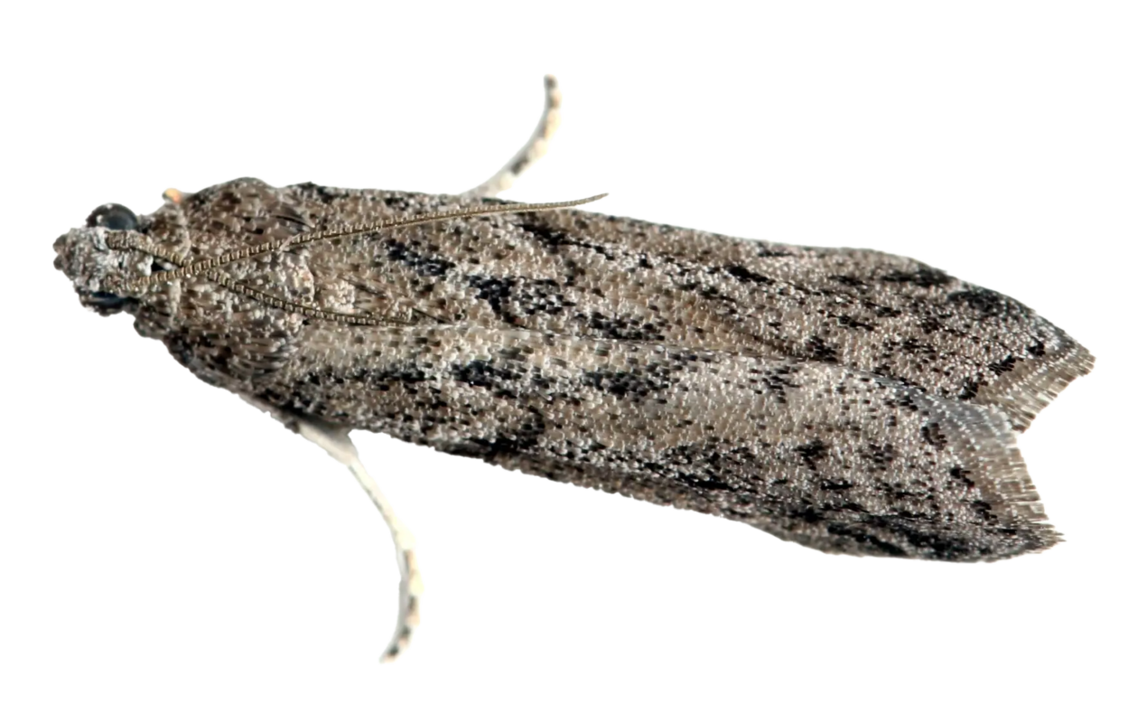 Mottenarten - wie du Motten am besten erkennen kannst